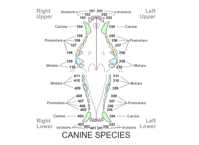 Canine Dental Numbering System